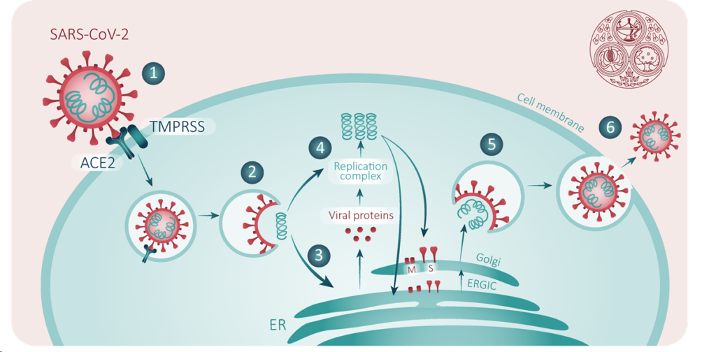 COVID-19/SARS-CoV-2 Pandemic - FPM COVID-19/SARS-CoV-2 Pandemic - FPM